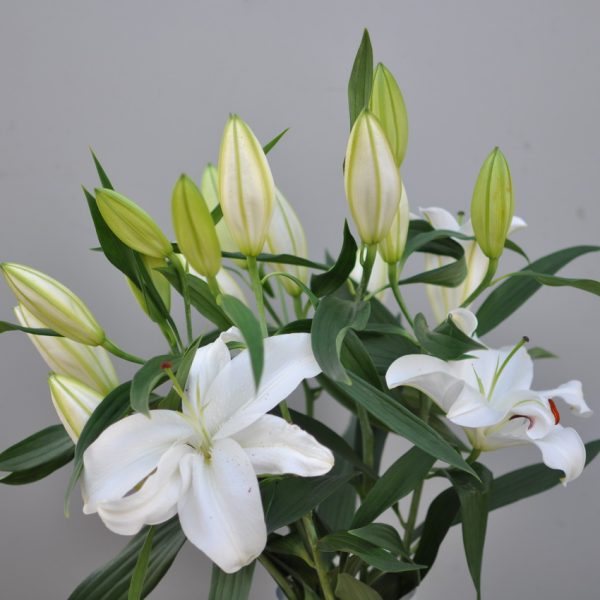 Comandă Crini Albi Online / Flori la fir în Chișinău, Moldova
